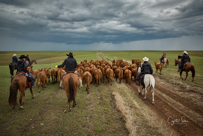 Flint Hills Ranchin’ Adventure Cattle Drive - Warriors and Rodeo ...